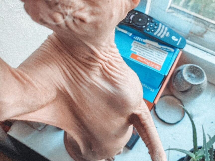 Сфинкс