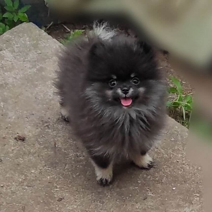 Мини померанка