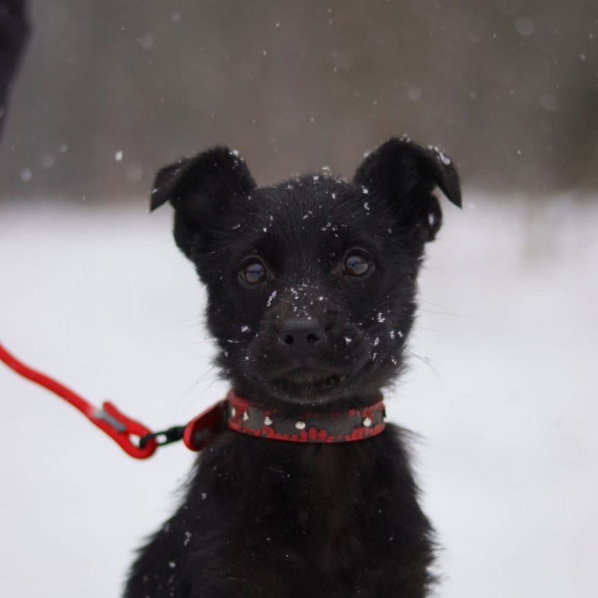 Щенок в добрые руки