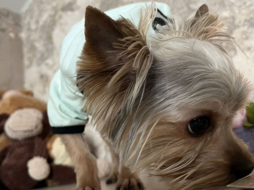 Йоркширский терьер мини