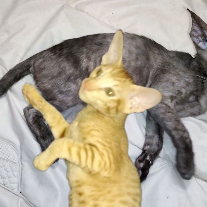 Ориентальные котята