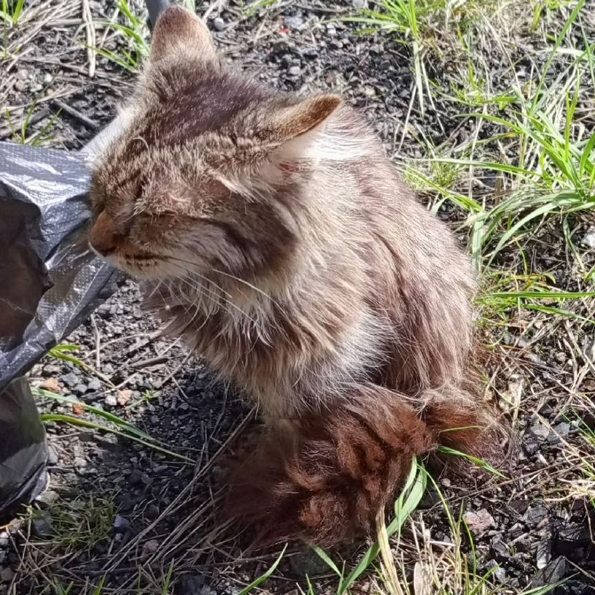 Котик в добрые руки