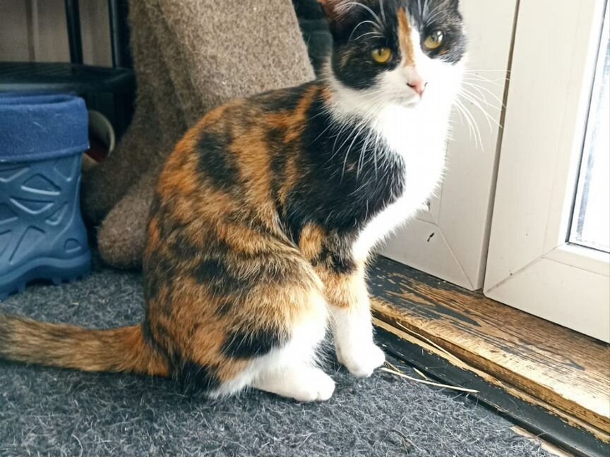 Котёнок-подросток Трехцветка в добрые руки