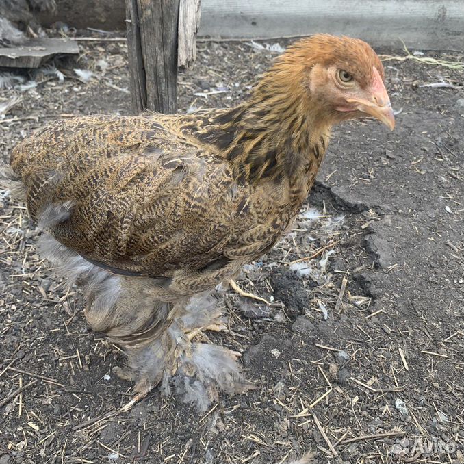 Цыплята брама