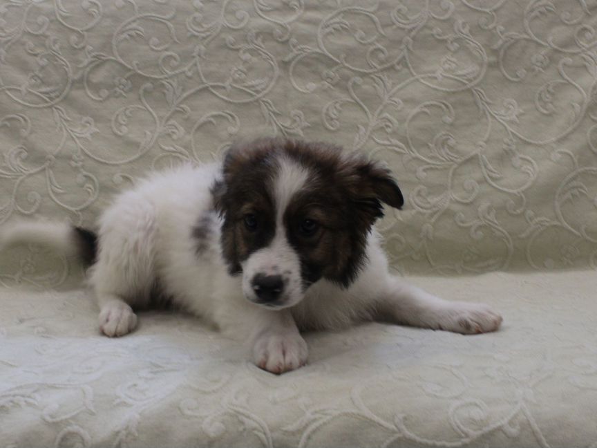 Щенок бесплатно