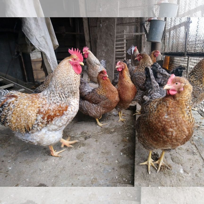 Яйцо кур Белифельдер