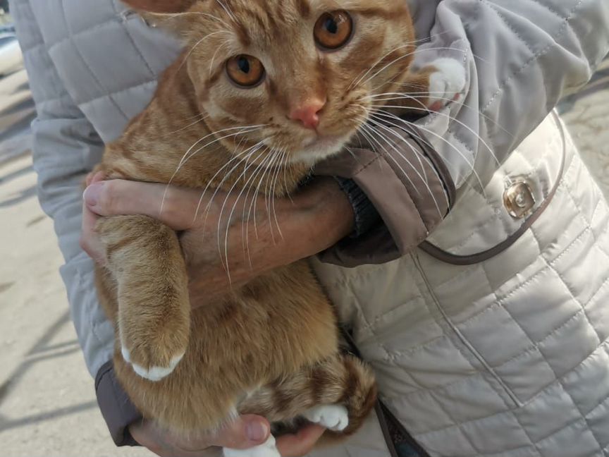 Рыжий котик в добрые руки