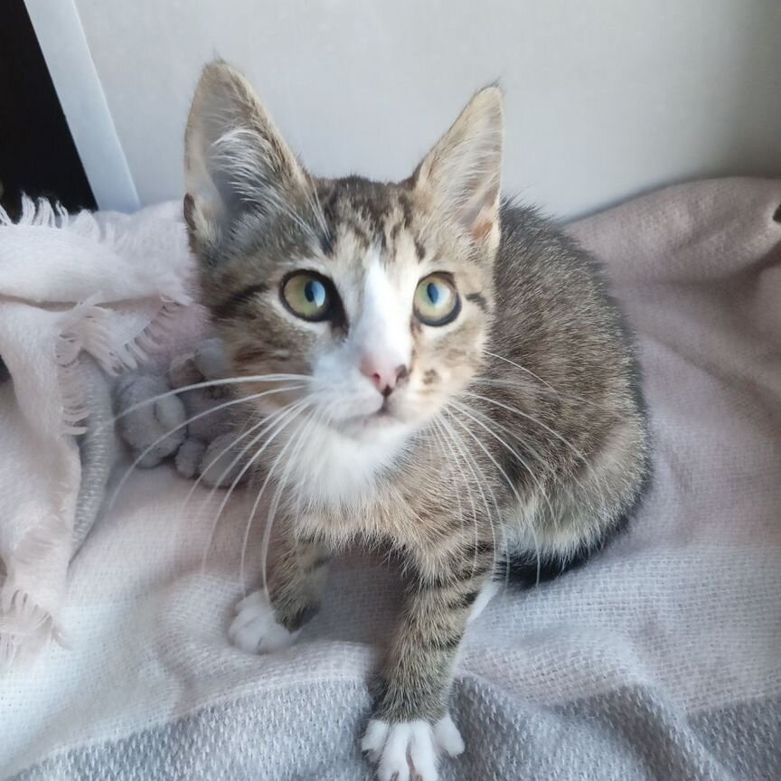 Котёнок Флай