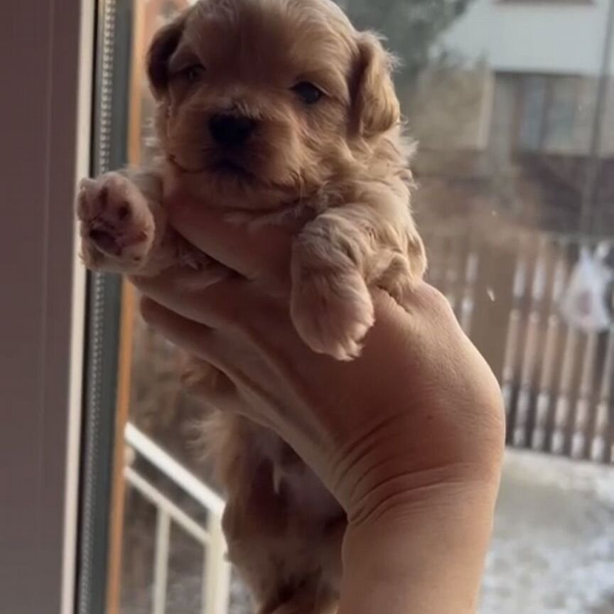 Мальтипу f1 мальчик