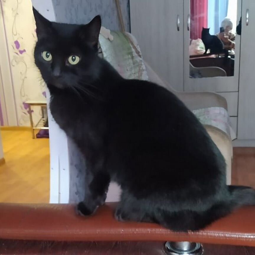 Взрослая, кошка в добрые руки