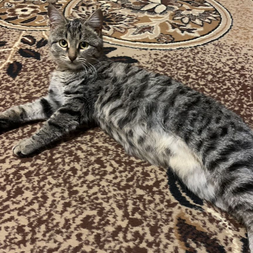 Молоденькая кошечка