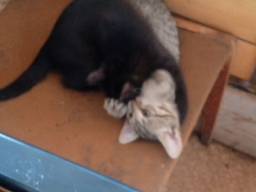 Котята в добрые руки бесплатно