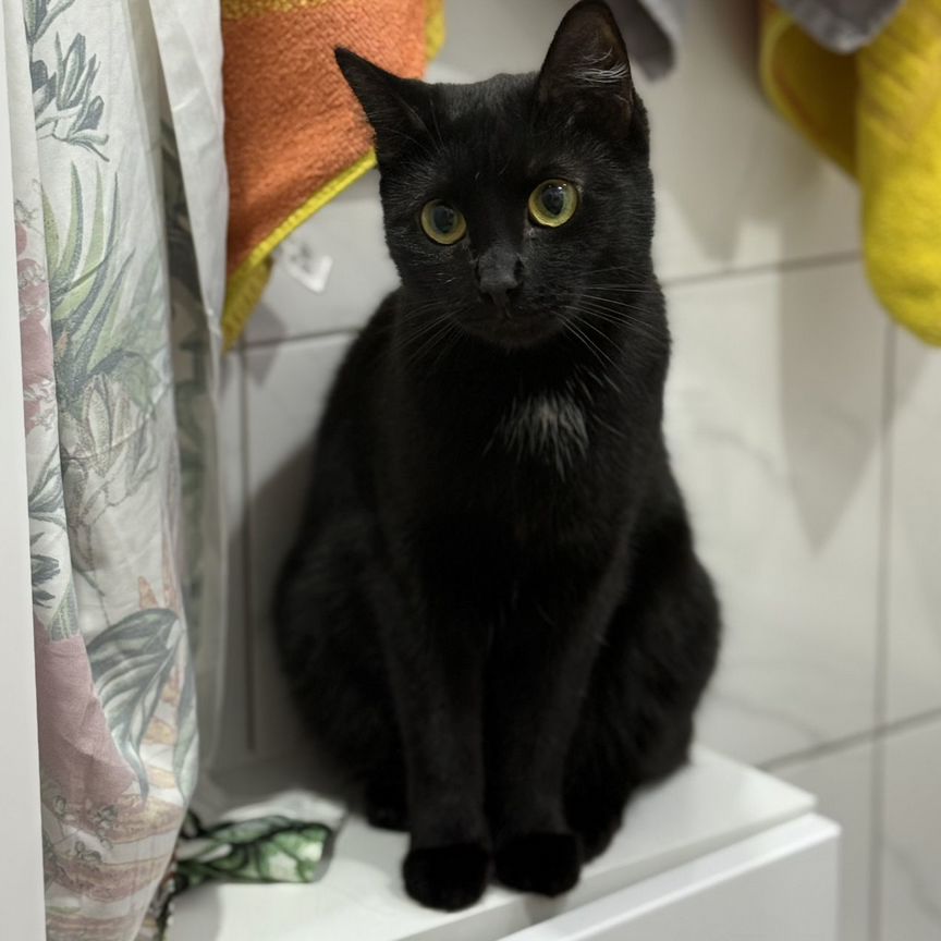 Взрослая кошка в добрые руки