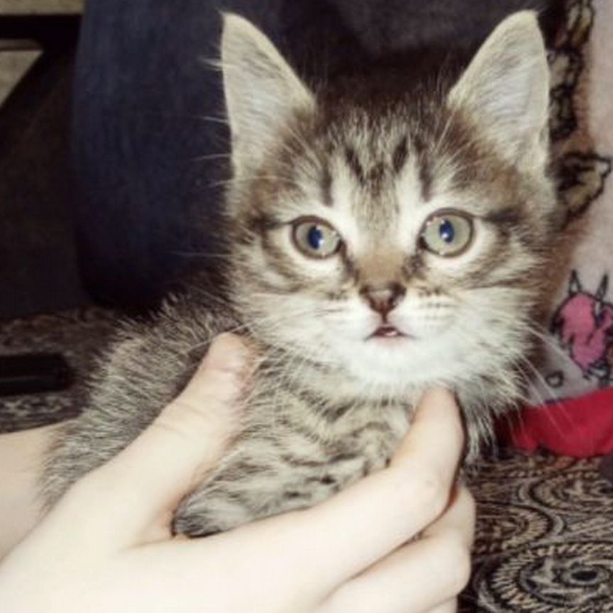 Отдаются котята