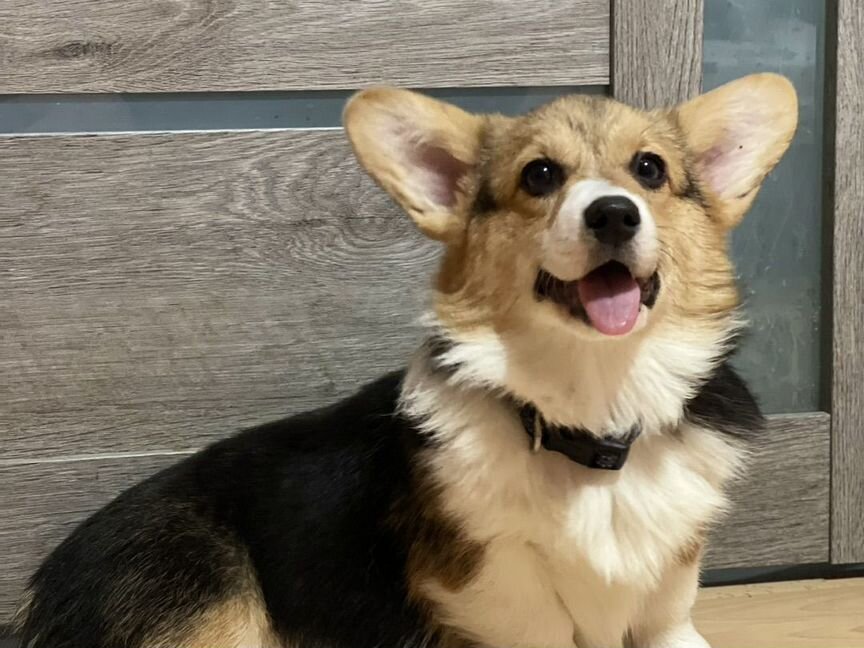 Вельш-корги пемброк девочка