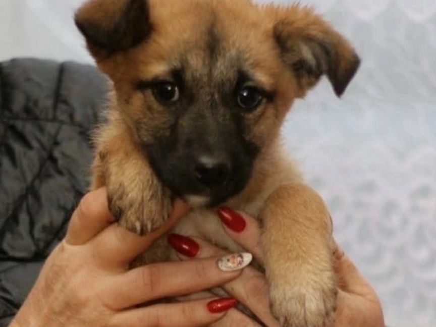 Маленькой Кнопушке нужен дом