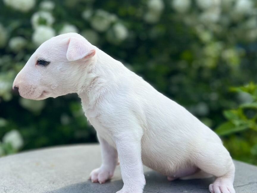 Великолепный мальчик стандартного бультерьера