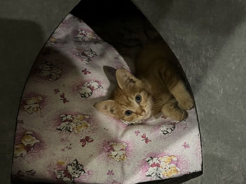 Котенок в добрые руки