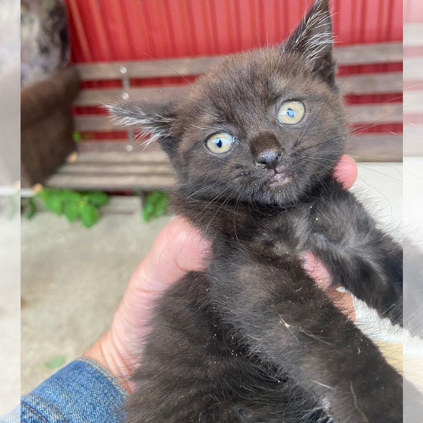 Черный котенок