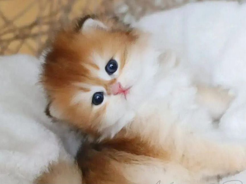 Котята британские