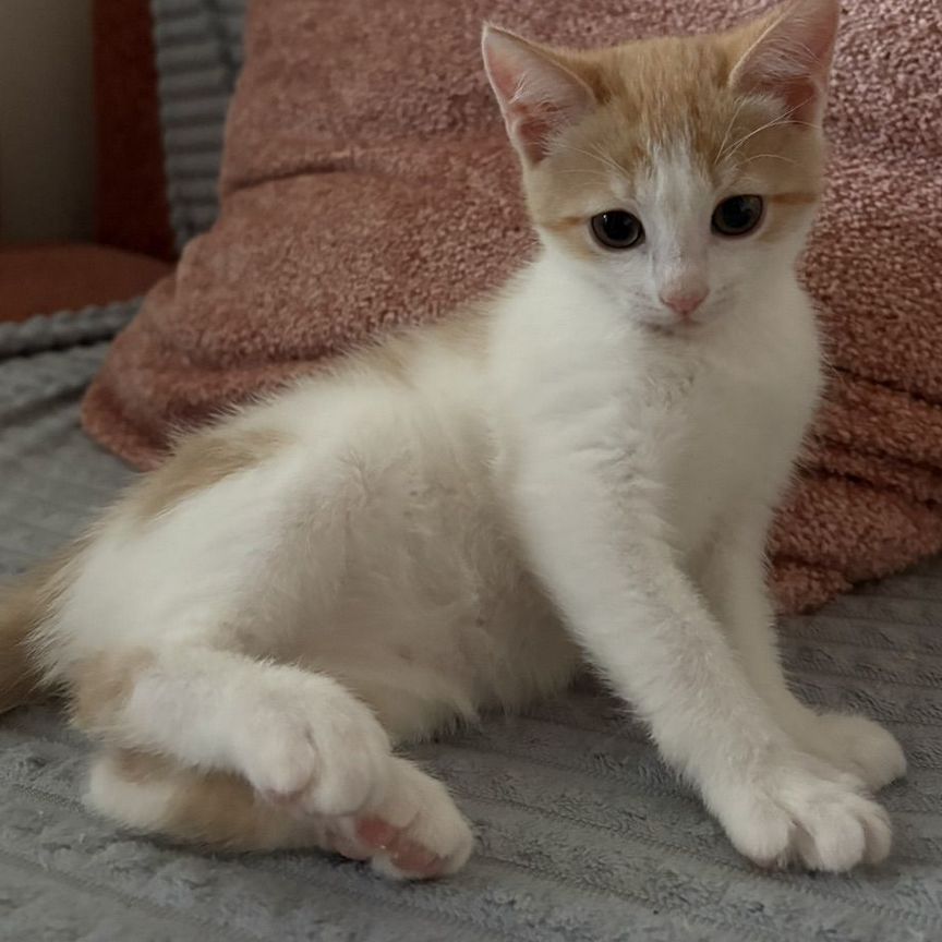 Котёнок в добрые руки