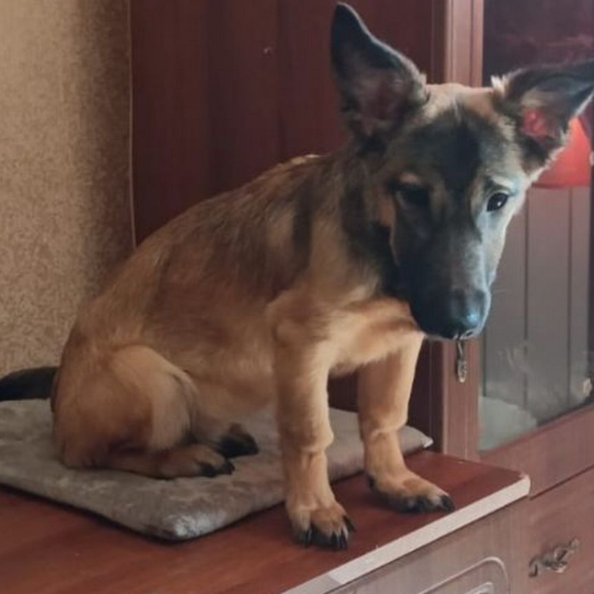 Щенок в добрые руки