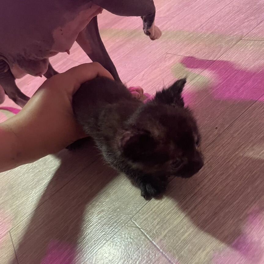 Мать канадский сфиникс, папа дворняшка, отдам