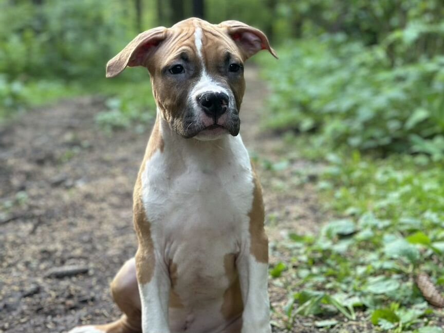 Кобель ам стаффа тяжелый тип