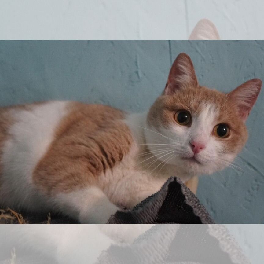 Очаровательная кошечка Персея ищет дом