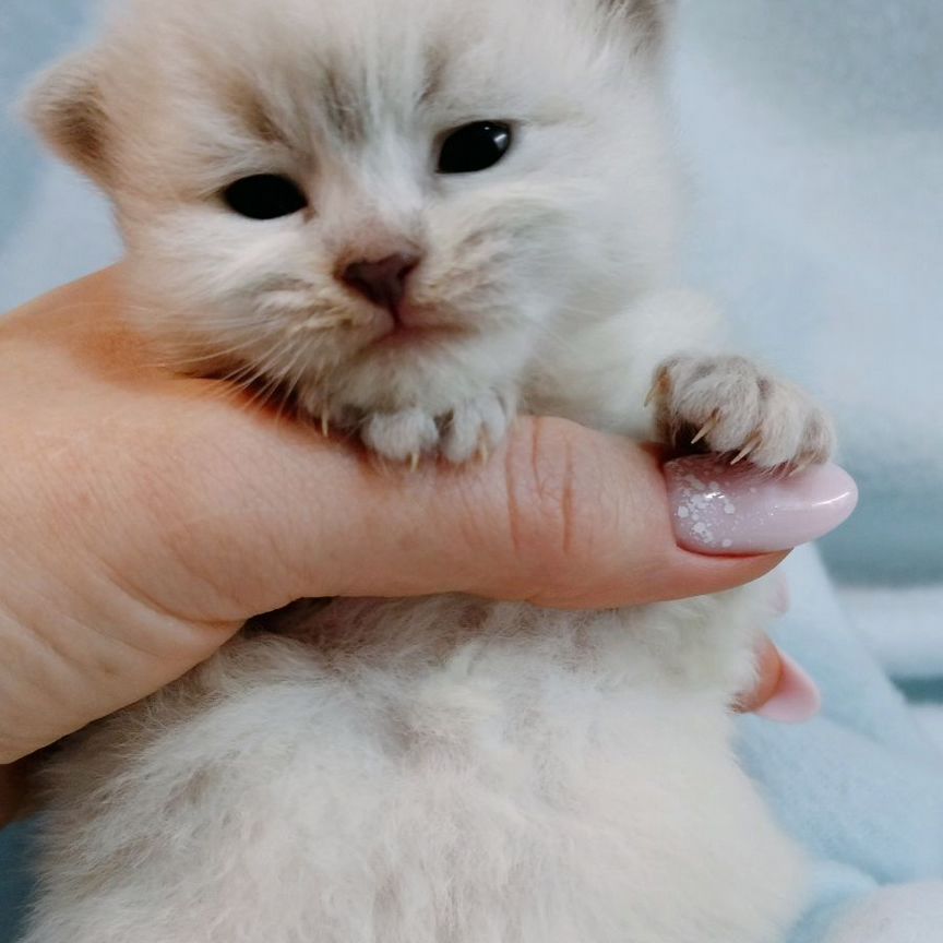 Невские маскарадные котята. С документами