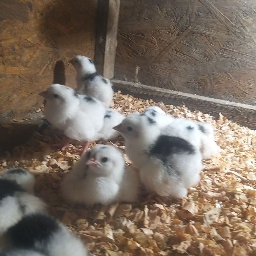 Цыплята пита пинта астуриана