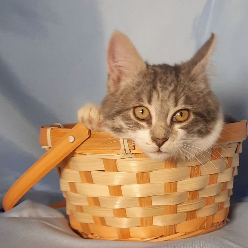 Котёнок в добрые руки