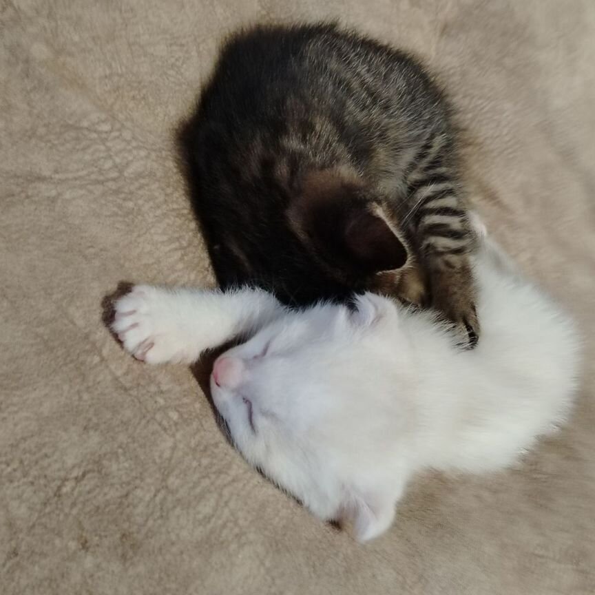 Отдам котят в добрыеруки