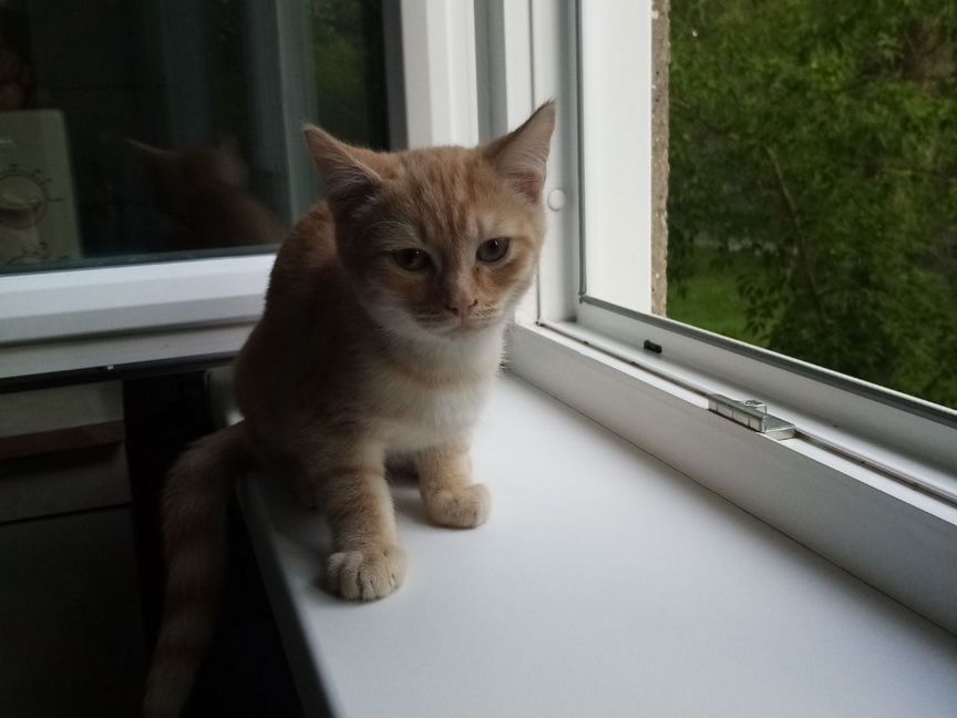 Отдам котёнка. Мальчик. 2,5 месяца