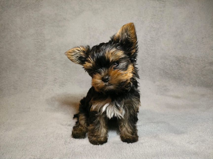 Щенки йоркширский терьер
