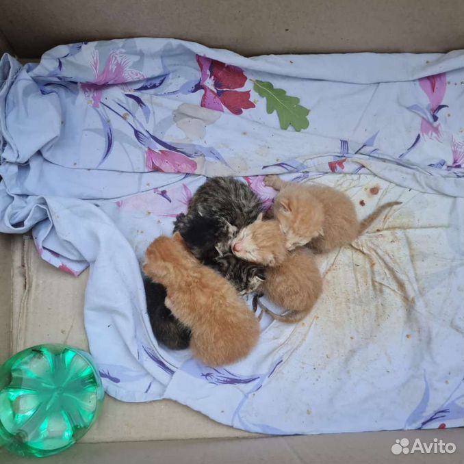 Ищем кормящую кошку для 5 новорожденных котят