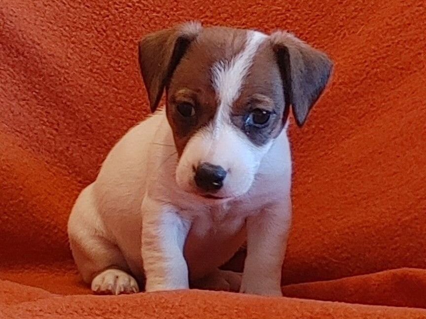 Шикарные малыши Джек рассел терьера