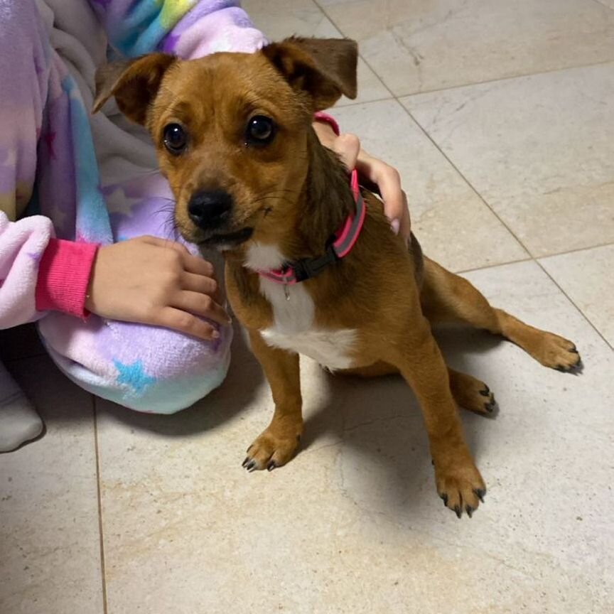 Собака. Была найдена Волгоград. Ищем Чья.или дом