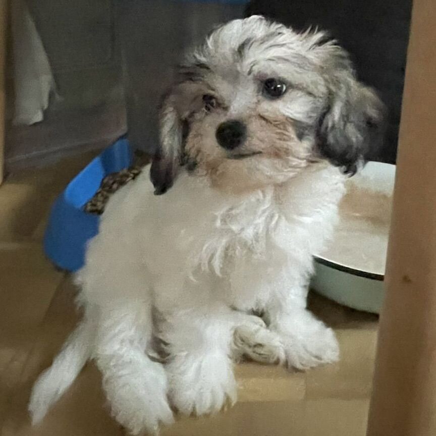 Бишон фризе, щенок