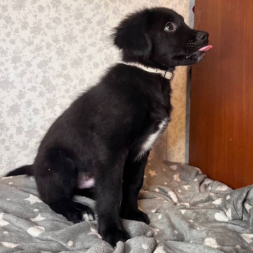 Щенок в добрые руки