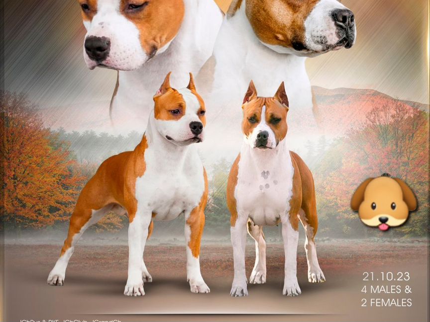 Американский стаффордширский терьер