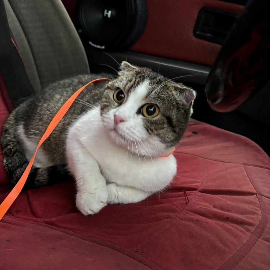 Вислоухая кошечка