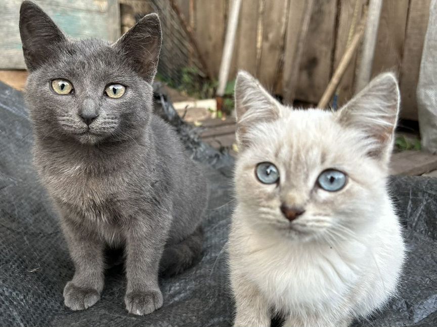 Котята в добрые руки