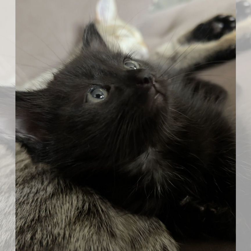 Кот