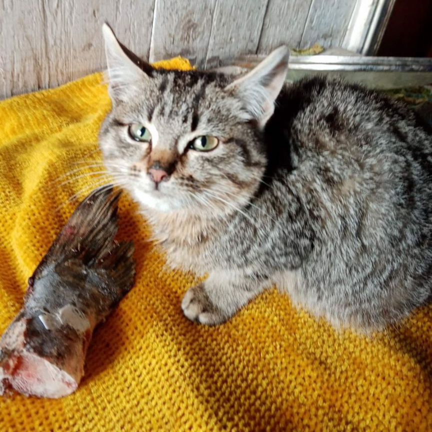 Отдам бесплатно котят