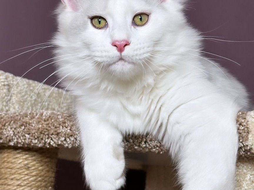 Мейн-кун шадед