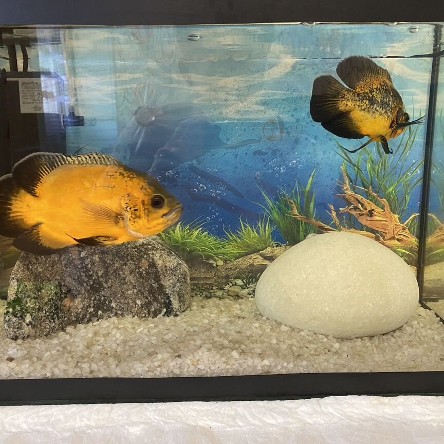 Аквариум с рыбами