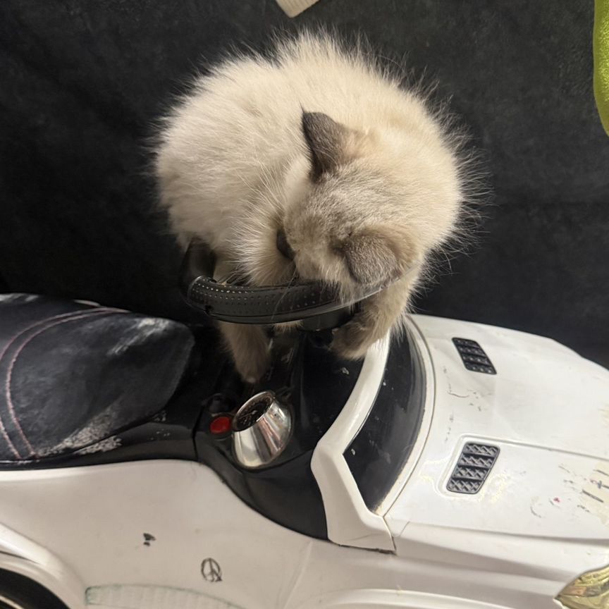 Сиамский котёнок