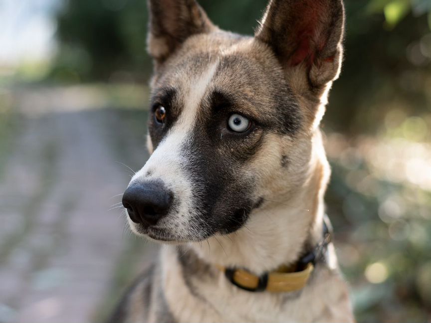 Хаски разноглазая красавица