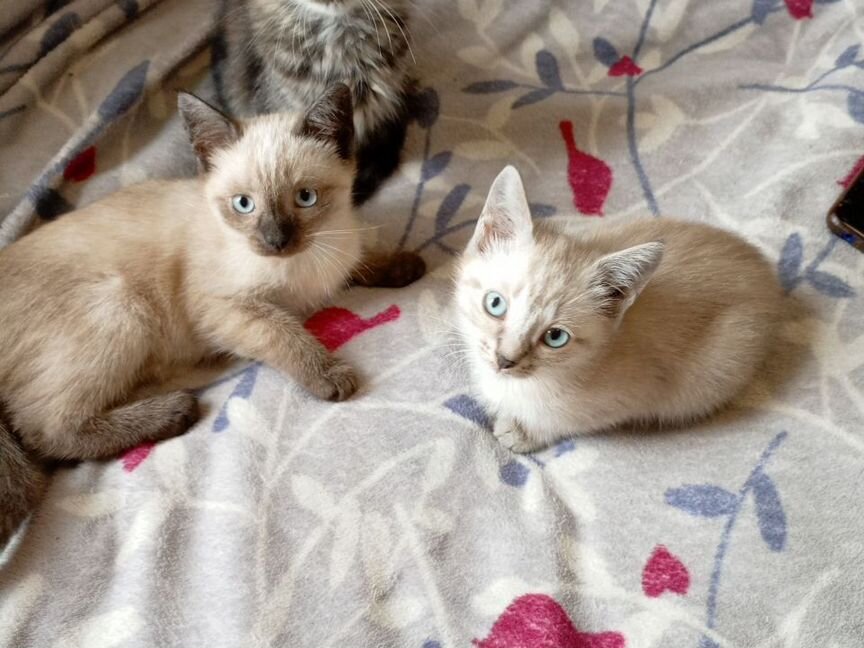 Красивые котята бесплатно